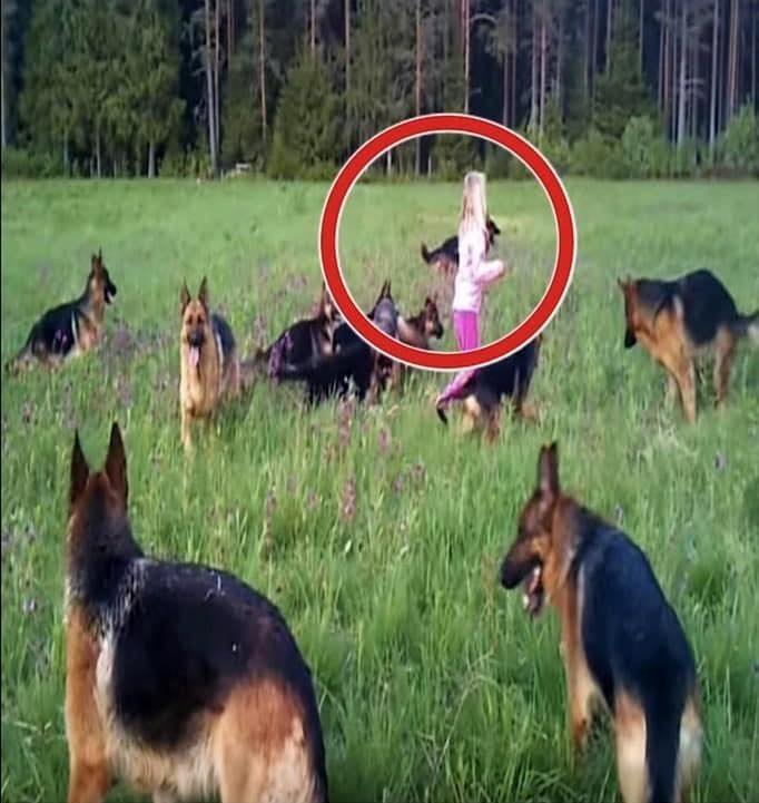 14 dogs surrounded a little girl. The girl raised her hands to the sky ...