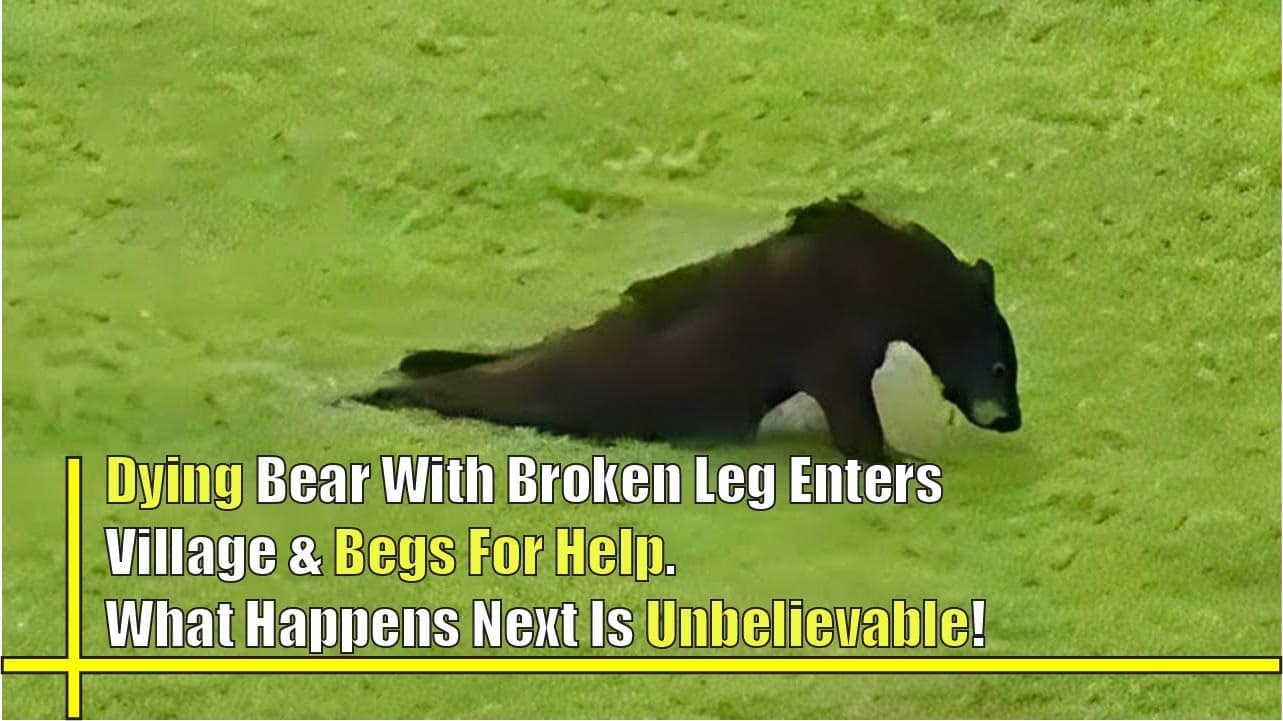 Bear With Broken Leg Enters Village - About America